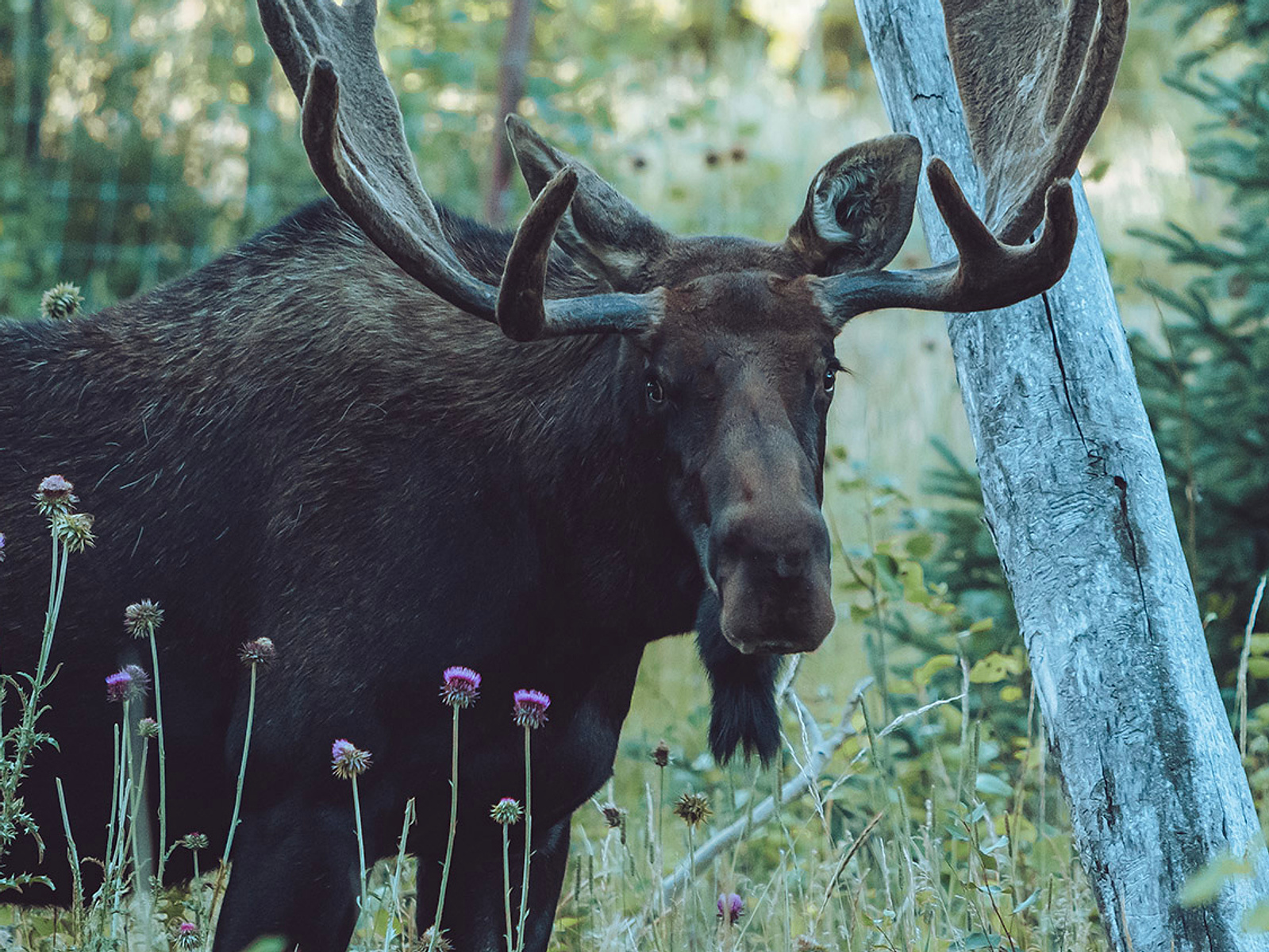 Bull Moose Portrait - 12x16 - Heather Pore Photography